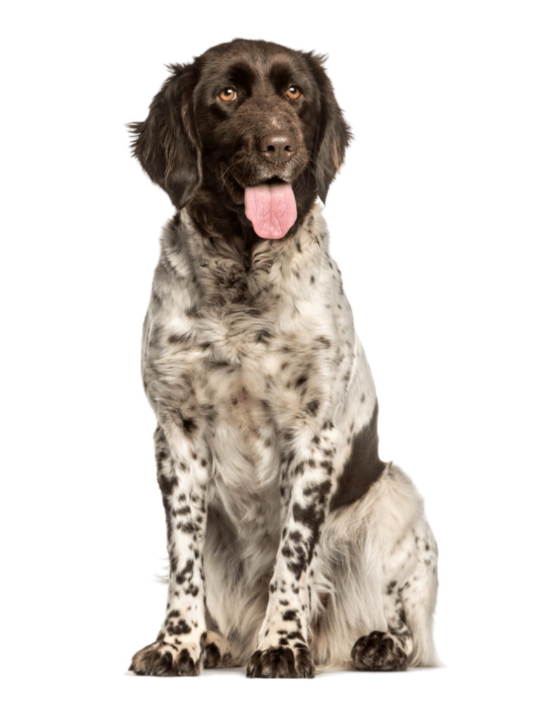Kennedy Munsters – Kennedy Small MunsterLanders