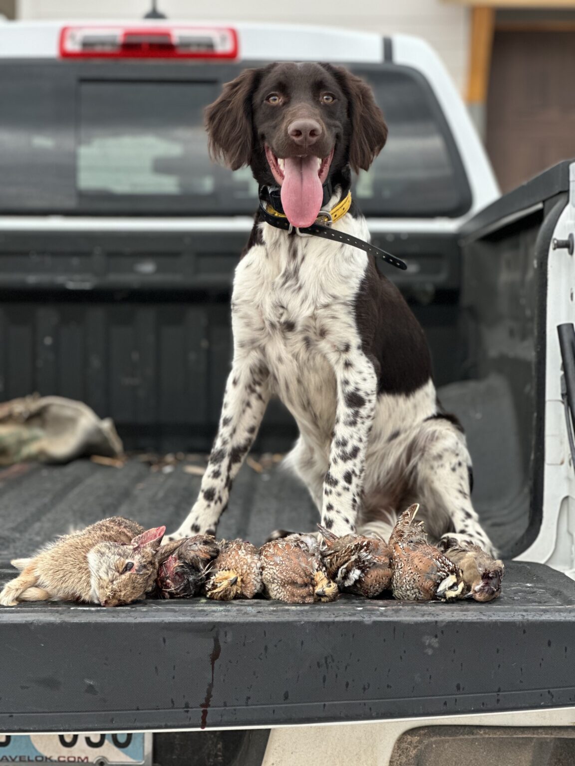 Kennedy Munsters – Kennedy Small MunsterLanders